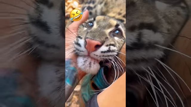 Большие милые кошки 🐱