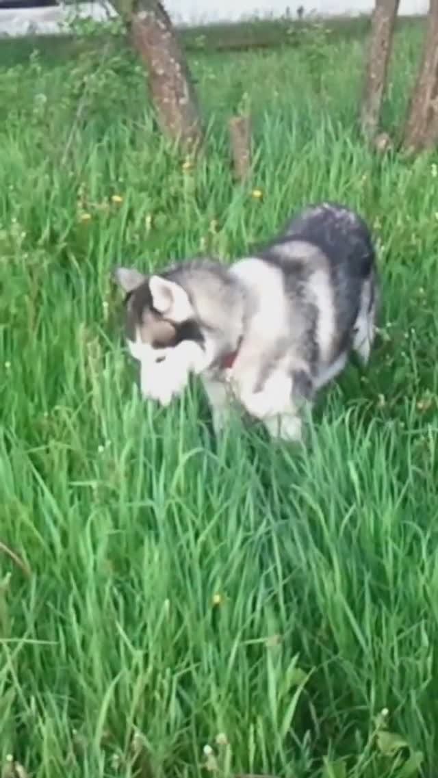 Сибирский хаски. | из архива | 🍀 Строю САМ