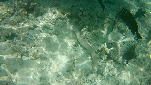 Рыбы Красного моря - Мурена перечная (Gymnothorax griseus , Geometric moray)