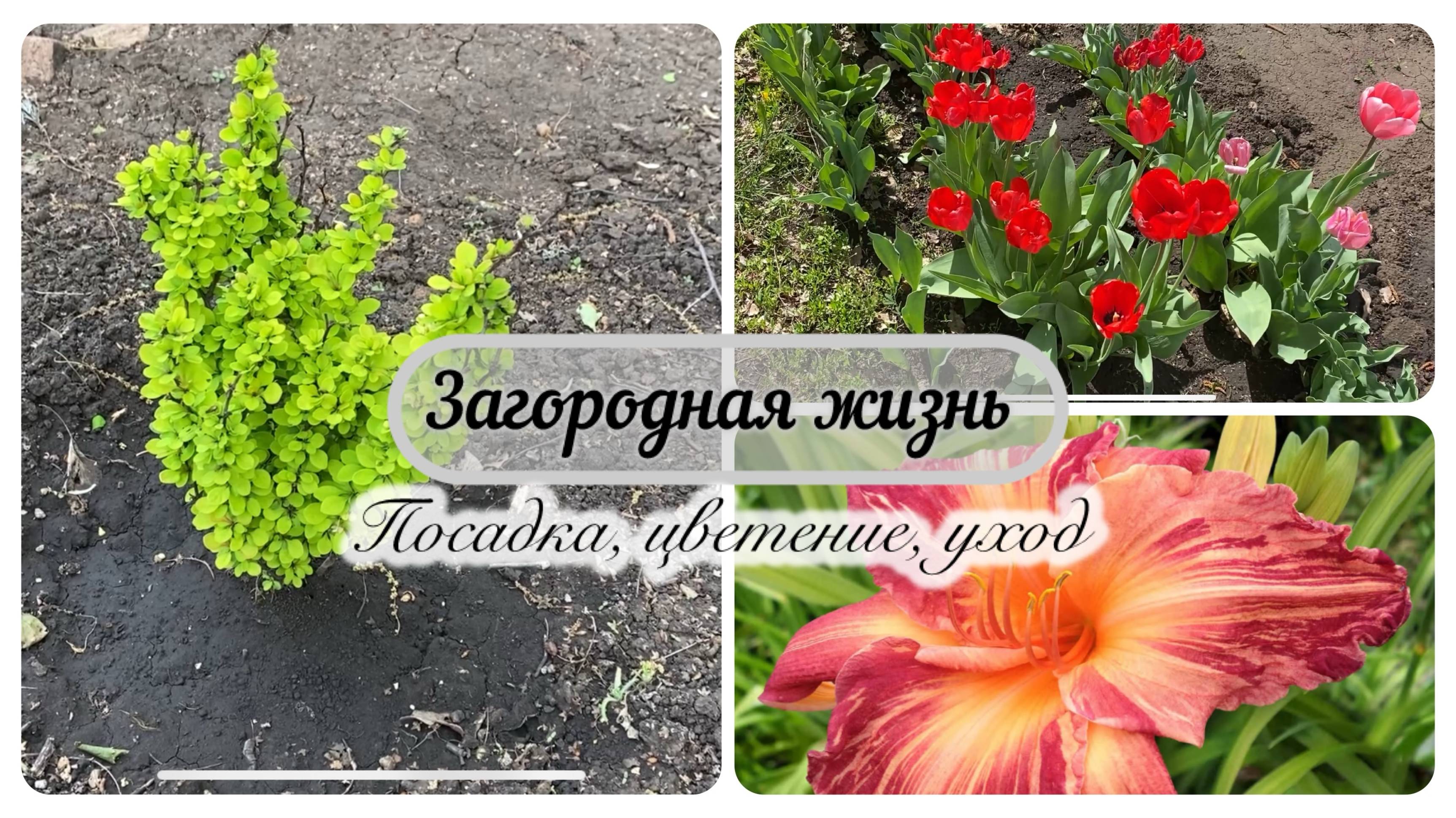 Дачные будни 🏡 Цветы 🌷 Декор для сада 🪴 Весенние покупки 🌻 Май, 2025