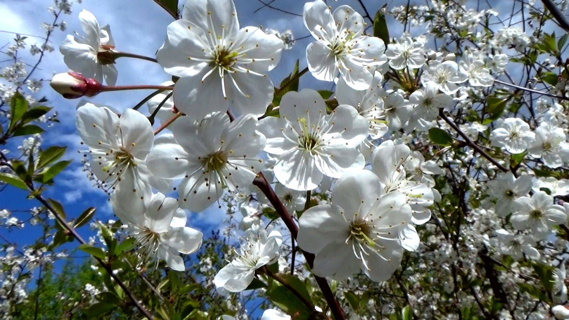 Цветущий вишневый сад