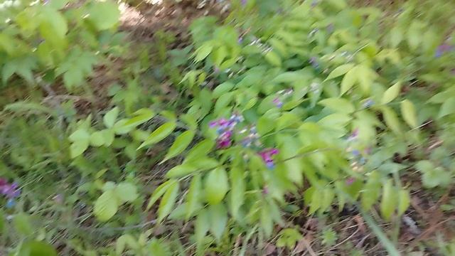 Цветы в лесу .mp4