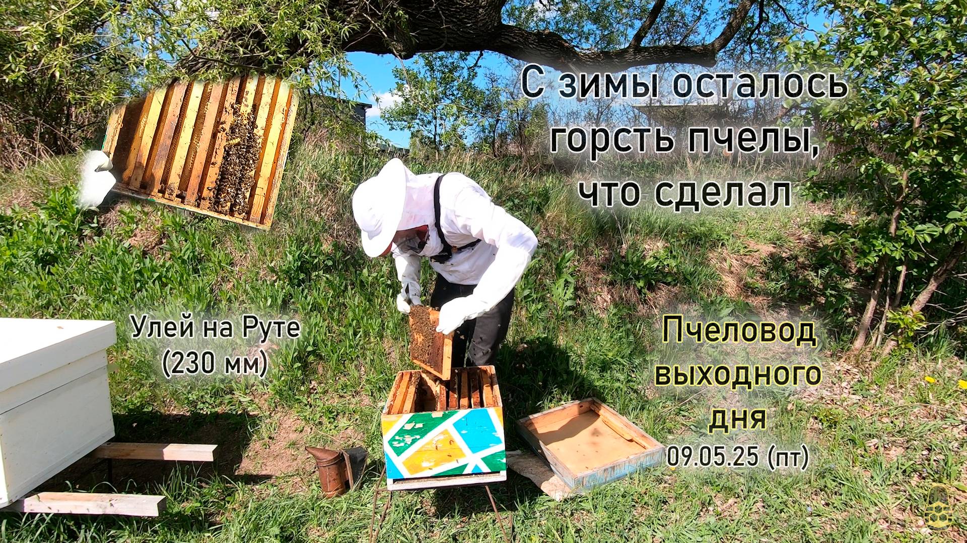 Горсть пчелы осталось с зимы в Руте. Пчеловод Выходного Дня (09.05.25)