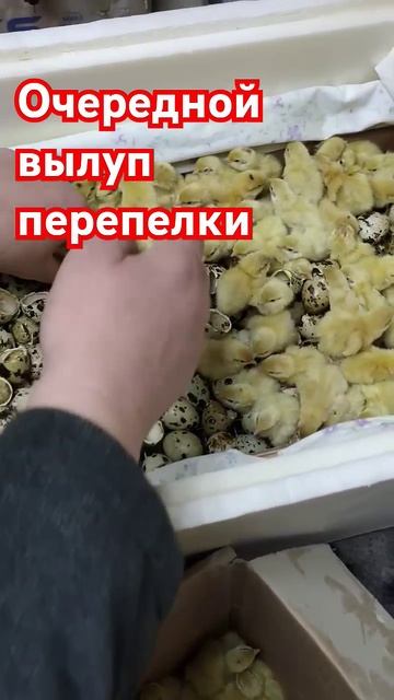 Очередной вылуп перепелки