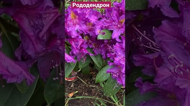 Рододендрон