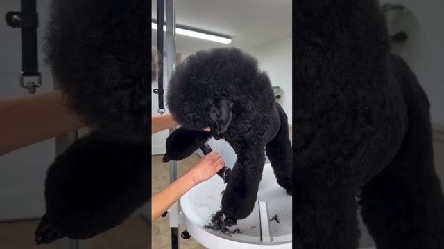 Стрижка пуделя машинками Heiniger