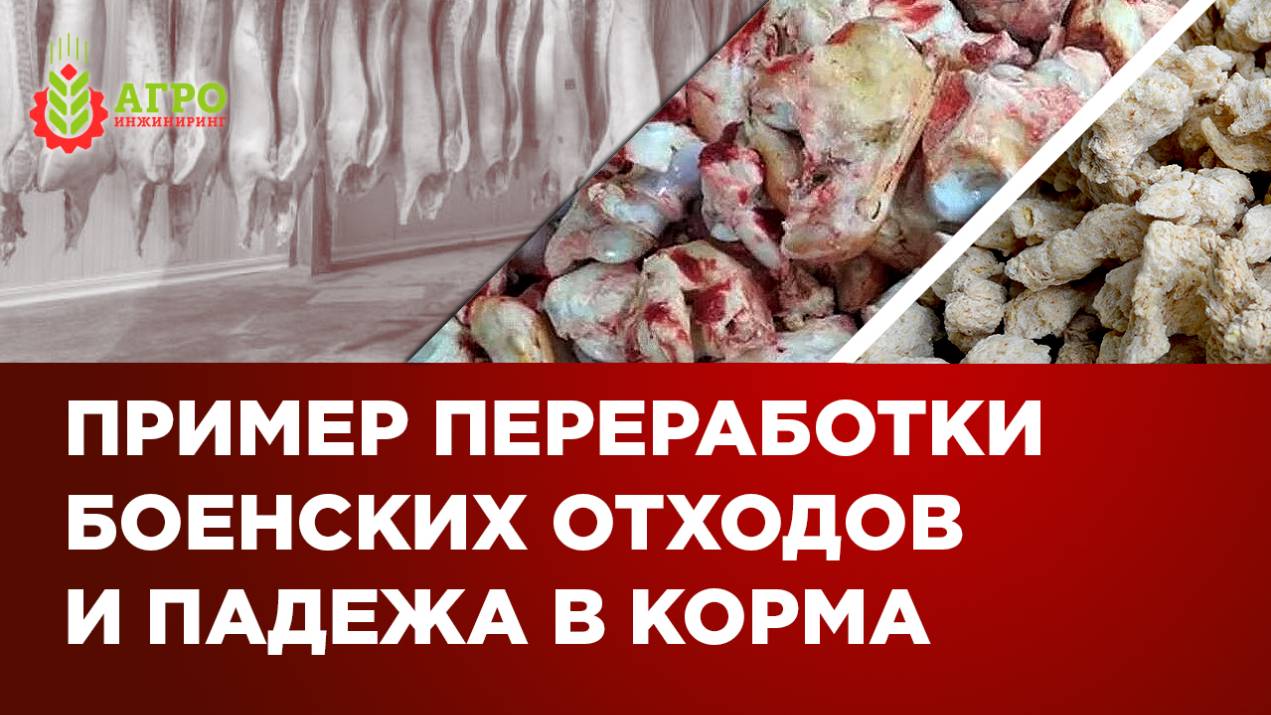Переработка боенских отходов и падеж в корма. Показываю на примере действующей линии