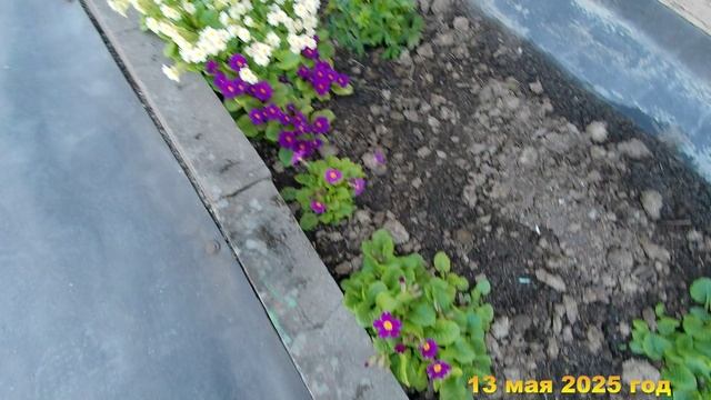 7 соток. Как я сажаю клубнику. Хроника 13 мая 2025 год