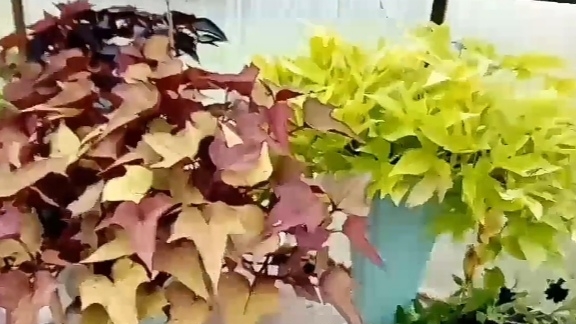 Декоративная красавица в моей коллекции. Ипомея батат.