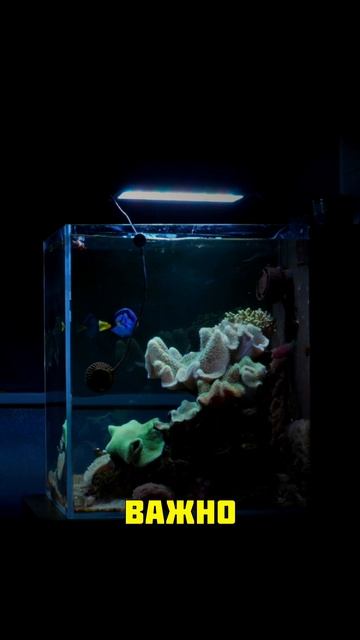 Скиммер для морского аквариума — что это и почему без него нельзя? #морскойаквариум #aquarium