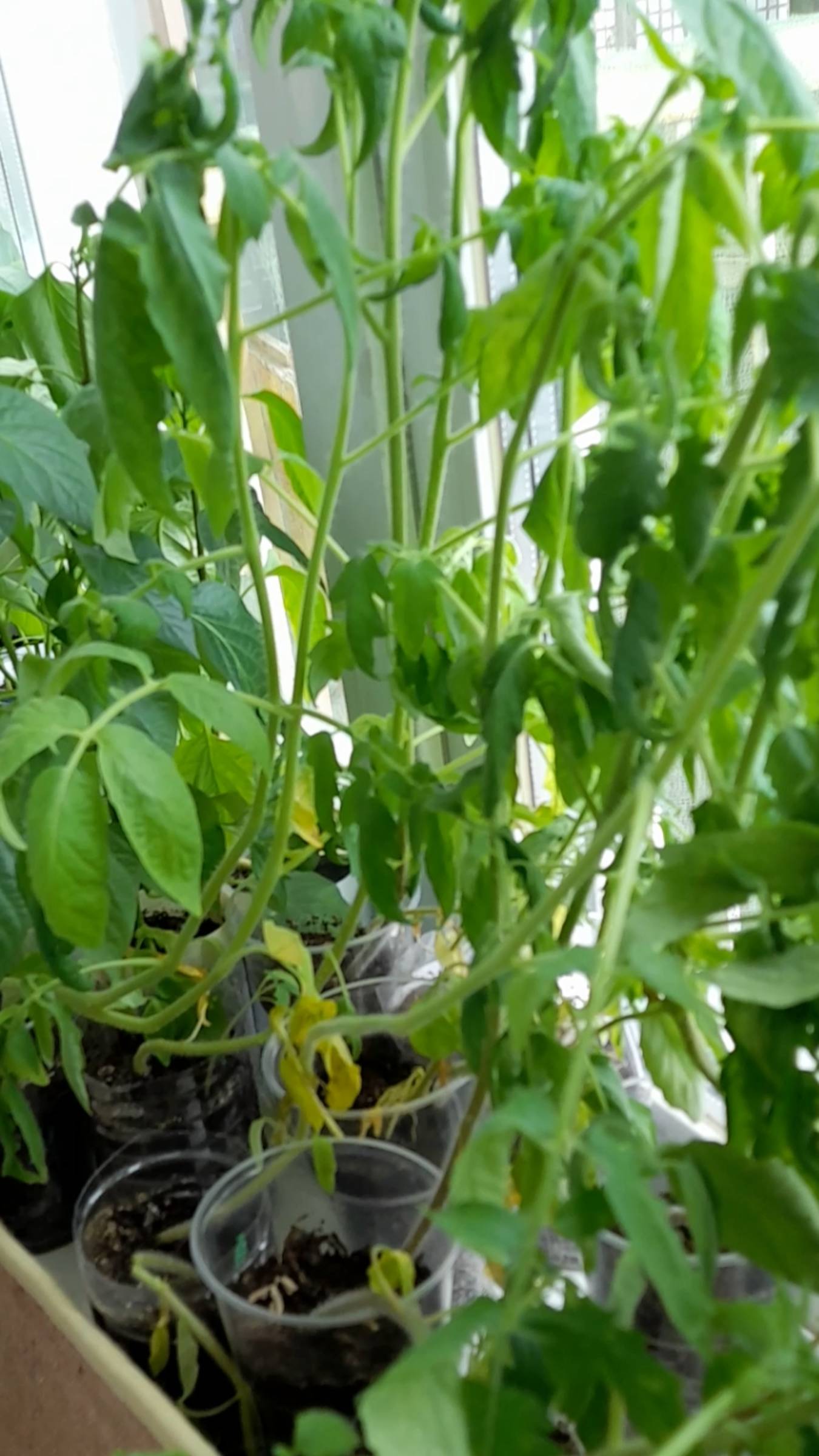 20250513_103459 Помидорная авария