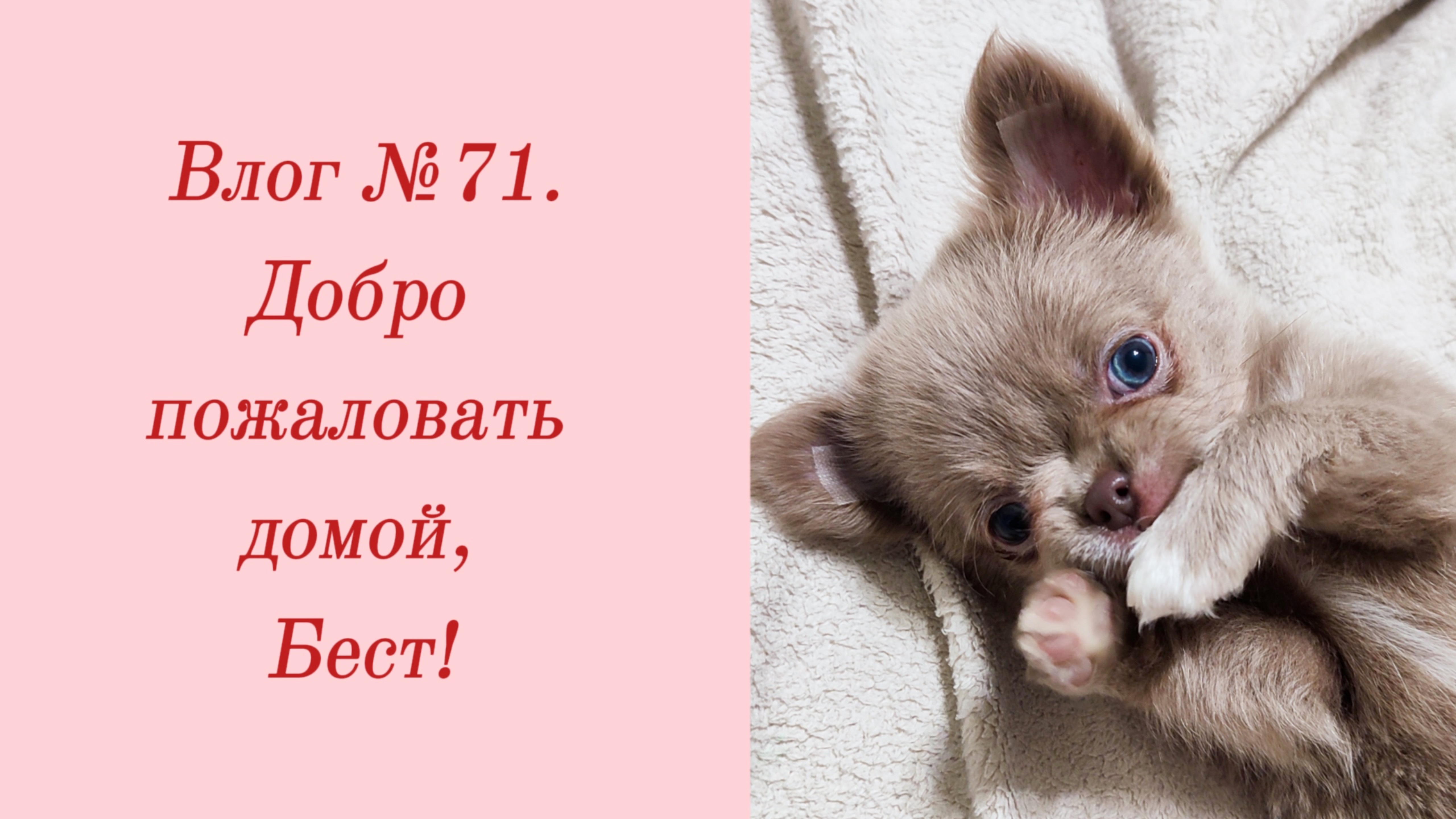 Влог №71. Добро пожаловать домой, Бест!