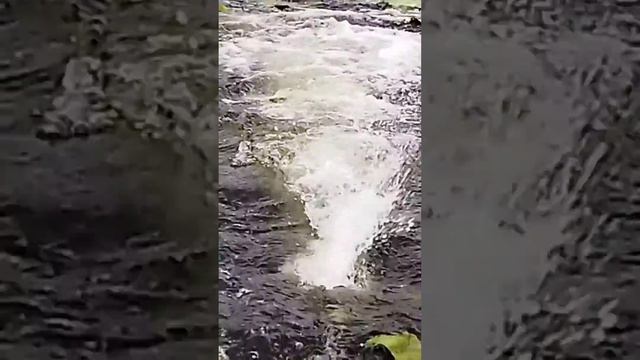 Как мотор болотоход - длинный хвост проходит мель и заросли кубышек и травы