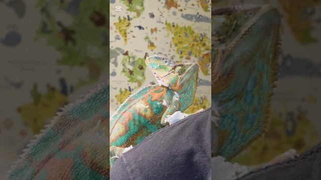 Хамелеоньи зубы. Геннадий охотится и обедает. Сверчковый родильный дом