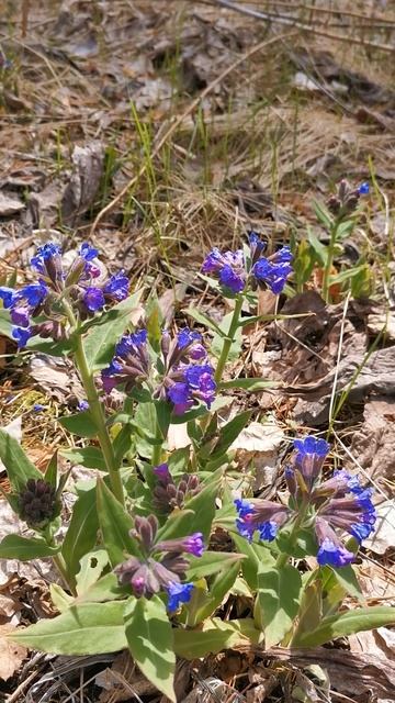 Медуница - лекарственная вкусная и красивая трава