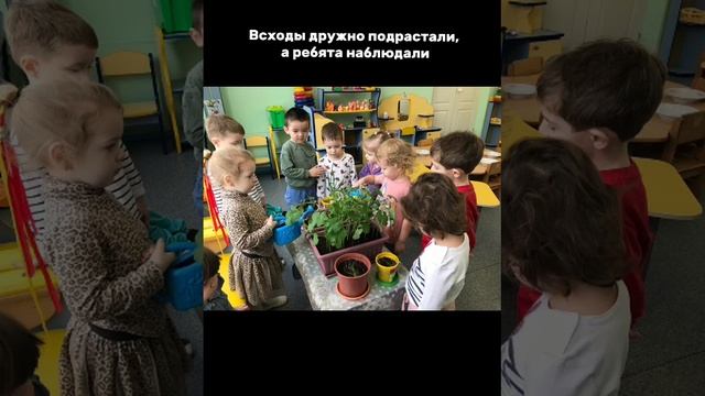 Проект педагогов и детей группы 4.1 " Утята". "Огород на окне- 2025"