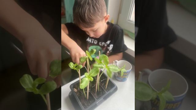 Проект педагогов и детей группы 10.1 " Фантазеры". "Огород на окне- 2025"