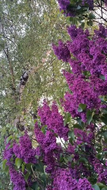 Сирень цветет