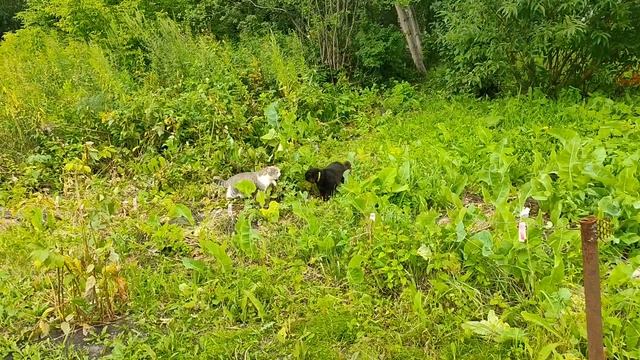 Приграничная история.