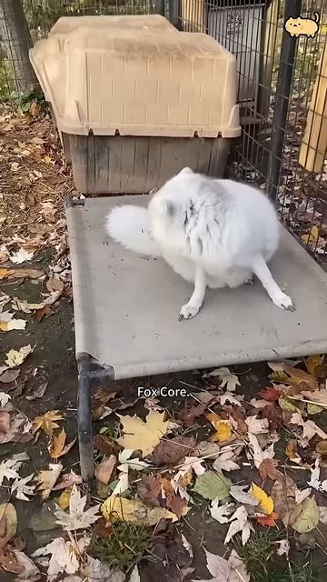 Как говорят лисы 🦊