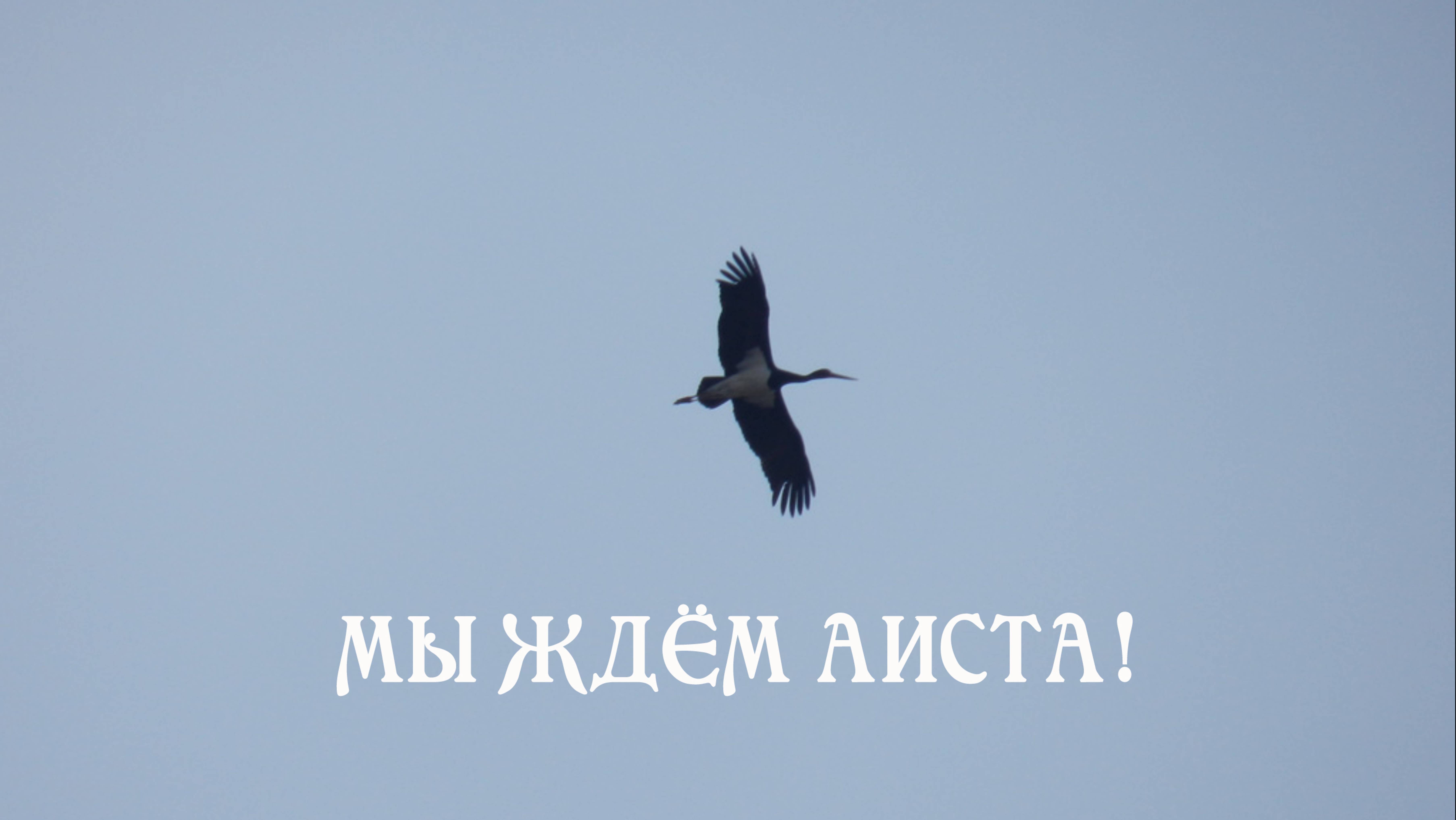 Мы ждём аиста. Ожидание помёта V