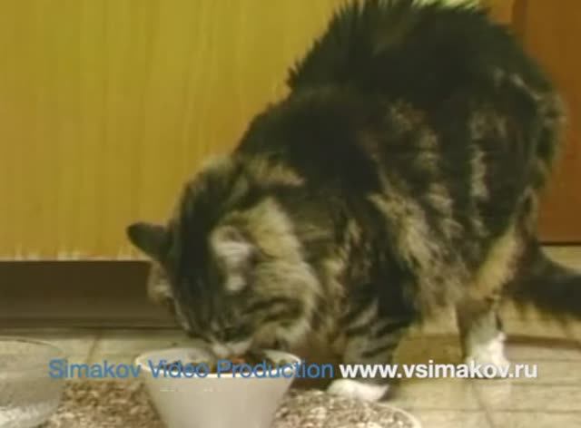 Валта ТВ - Советы ветеринарного врача. Пищевая аллергия у животных