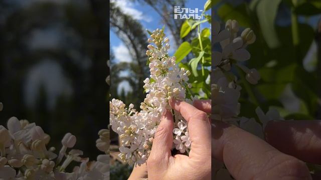 Сирень обыкновенная `Петербурженка` РС Обзор сорта в питомнике ЁЛЫ-ПАЛЫ