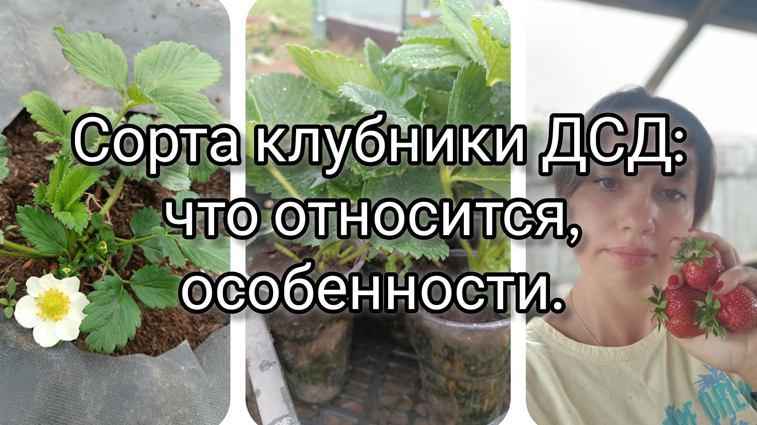 Сорта клубники ДСД. Что относится к этой группе, почему так называется, какие виды сортов клубники