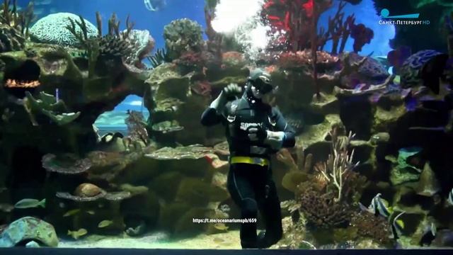 Петербург в один клик. Ягуар - подводник, дятел с манией преследования и акустика старой парадной