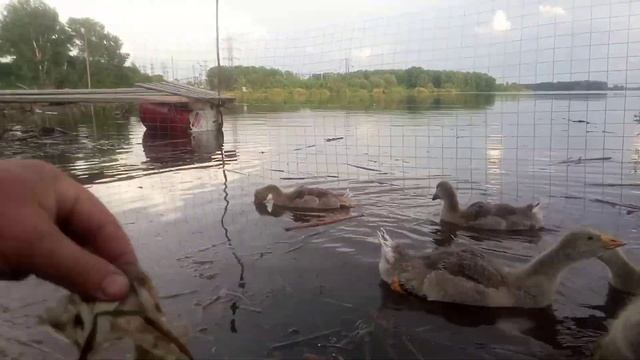 Выпас молодых гусей на даче. Вариант оборудования загона для птицы.