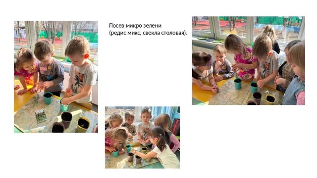 Проект педагогов и детей группы 6.2 " Радость". "Огород на окне- 2025"