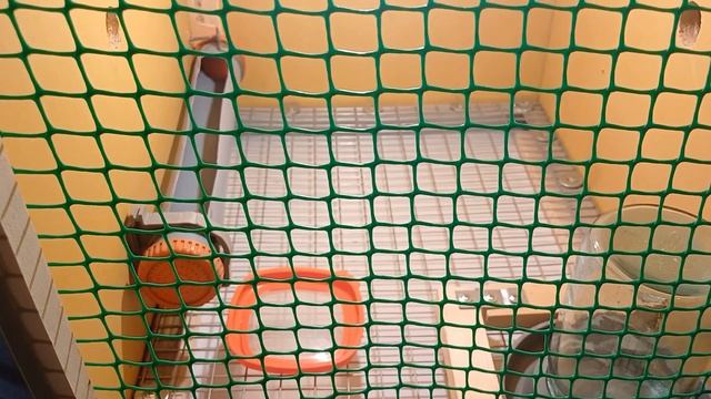 Сделали брудер для цыплят из того что было