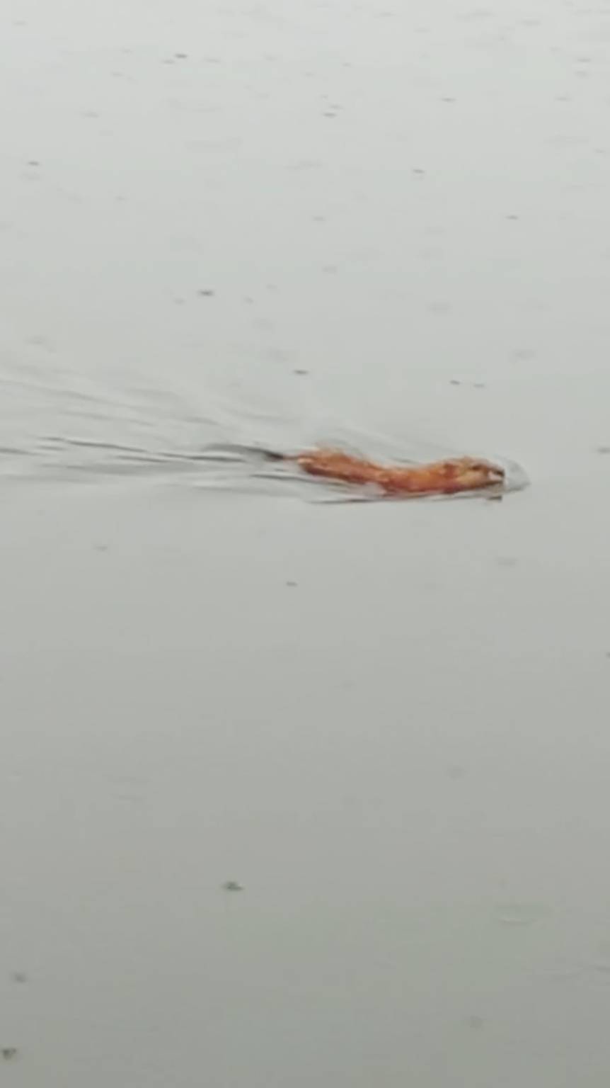 Встреча с ондатрой #рыбалканаозере