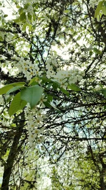 Весна в Сибири