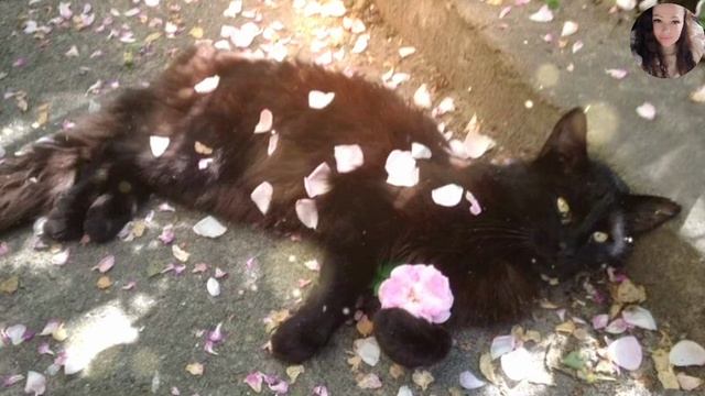 АСМР Слушать звуки мурчания кошки #2 / звуки для сна, медитации и расслабления