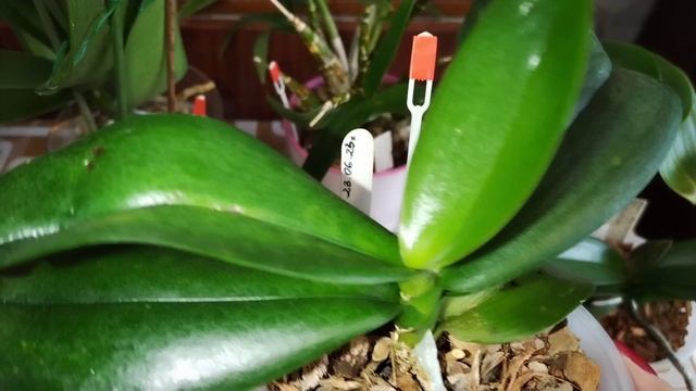 Тестирование препаратов для цветения и корнеобразования. Прошло чуть больше месяца.