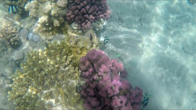 Снорклинг в Египте 2025г