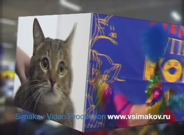 Шоу кошек Кубок Hill's 2005 год