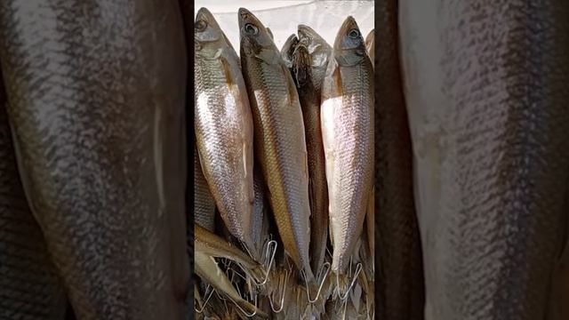 Любите ли вы КОРЮШКУ? #shorts #рыба #сушилка