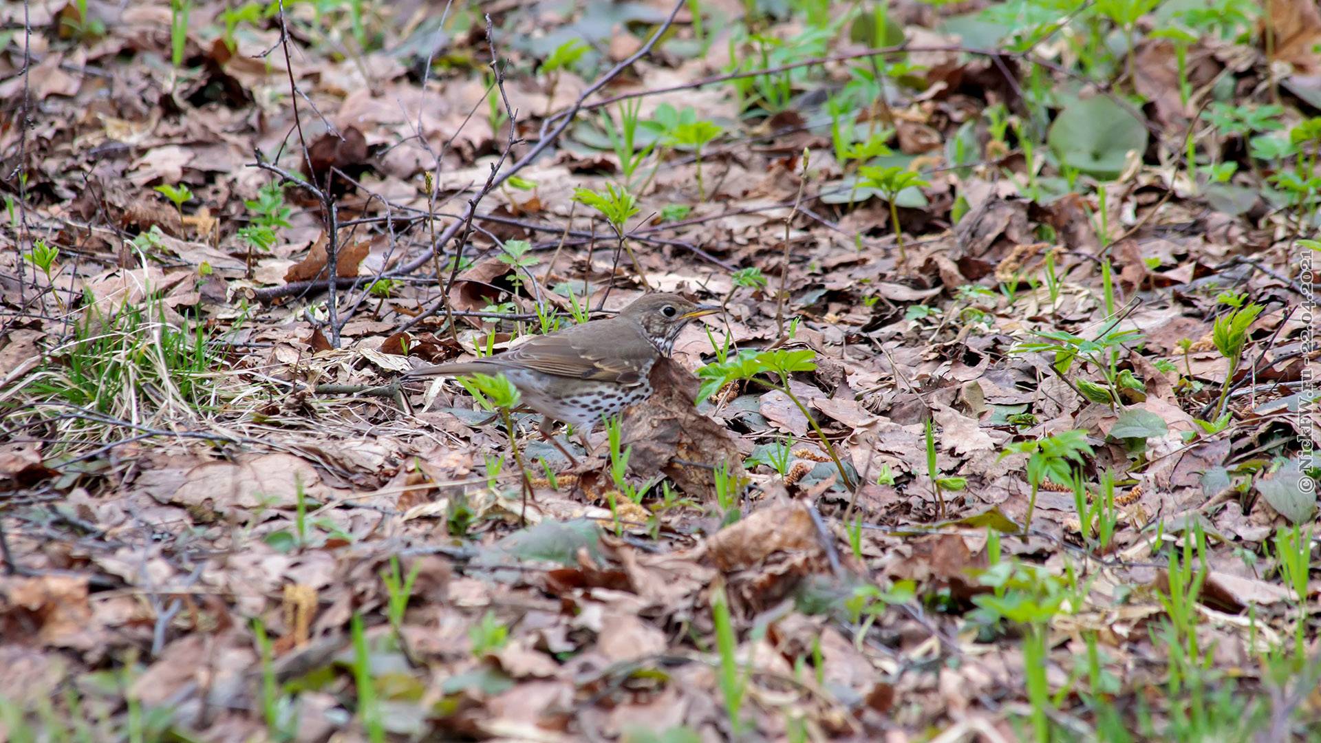Певчий дрозд