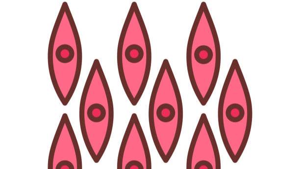 Гладкая мышечная ткань под микроскопом(набор "Биокласс" Анатомия. Ссылка в описании)