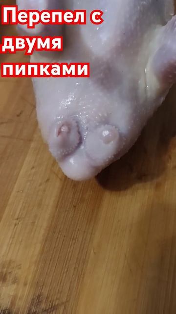 перепел с двумя пипками