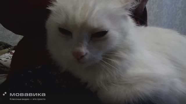 муся под классическую музыку