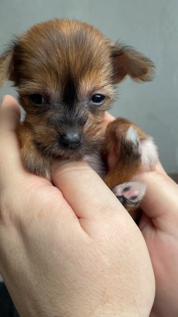 Вера красивая и милая кроха