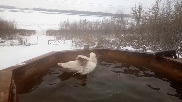 Праздник для гуся в чане ) Зимнее купание гусей.