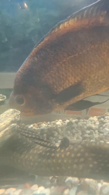 рыба моей мечты #mm2 #roblox #врек #мм2 #реки #рекомендации #роблокс #fpyシ