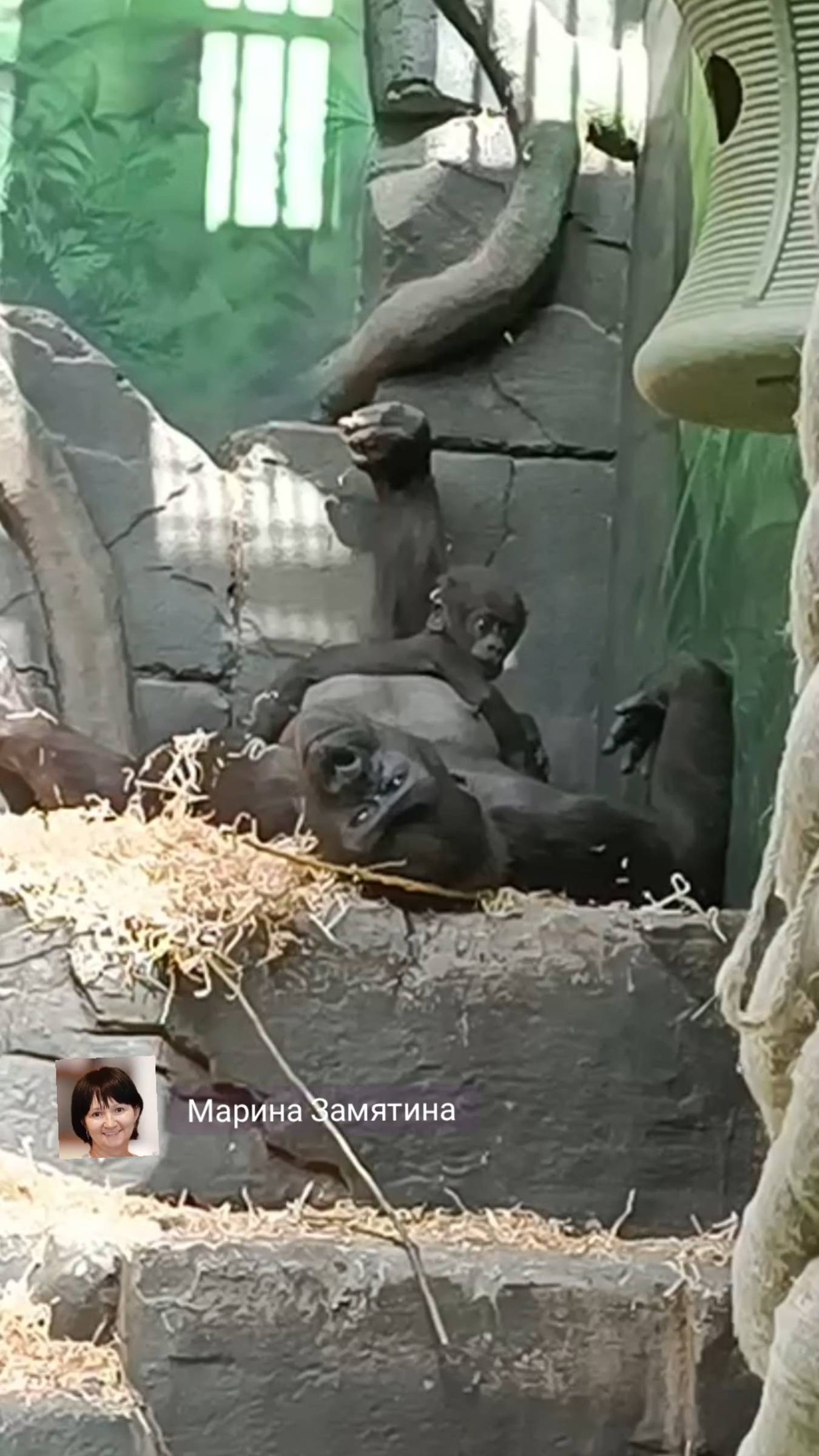 Горилла самка Кира с малышом.