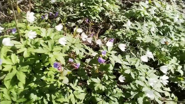 Песня ✨Милое дело😍✨