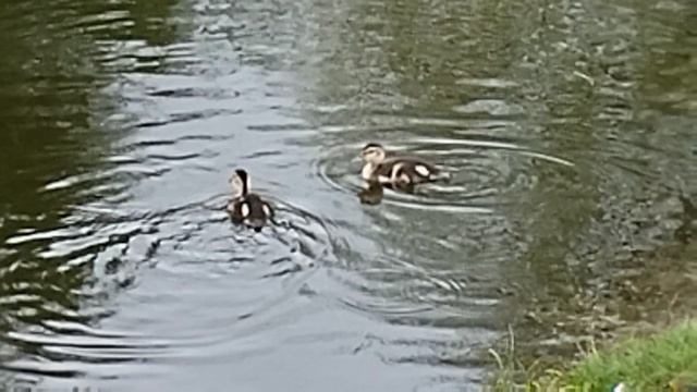 Папы гуляют с выводком.