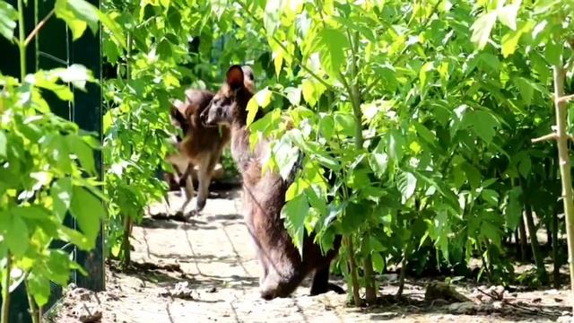 🦘 В семье кенгуру Беннетта пополнение!